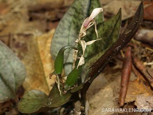 Sarawak Lens: Nephelaphyllum pulchrum (in situ)